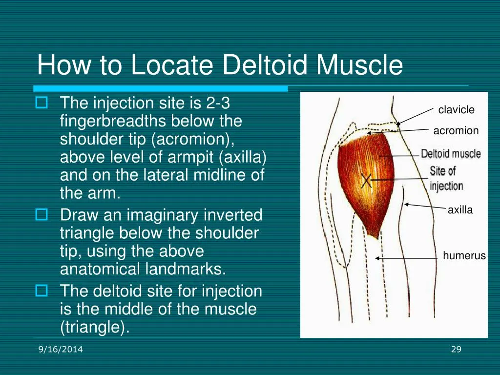 Delt injection needle size | 24-7.is